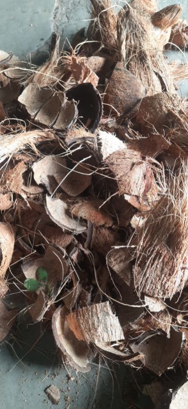 Solid Fire Fuel Coconut Shell for Domestic at Rs 20 in Warangal - ID ...