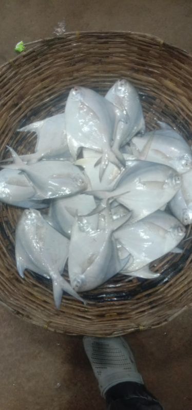 Zika Seafood Pomfret Fish For Cooking, Food, Human Consumption at Rs ...