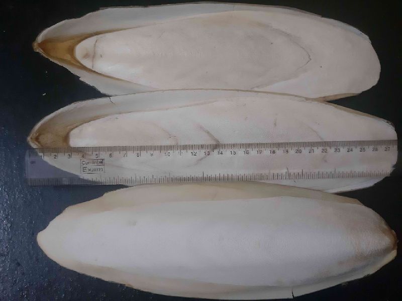 Dried Cuttlefish Bone at Rs 600 in Chennai - ID: 7069800 | Royal Gulf ...