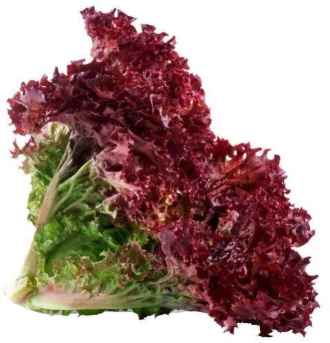 Lollo Roso(bouquet) at Best Price in Pune - ID: 7686618 | jaywant green ...