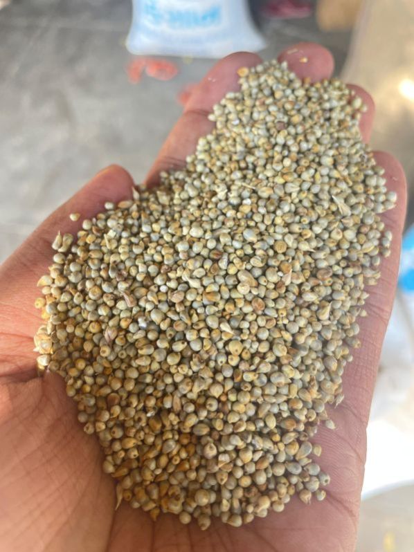 Common Natural Green Millets For Cooking, Cattle Feed at Rs 25 in ...