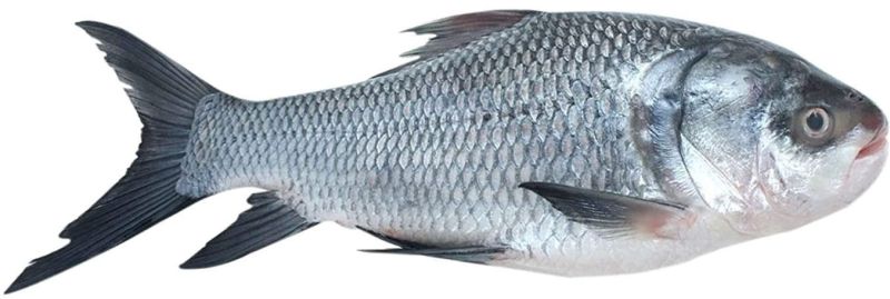 Fresh Catla Fish For Household, Mess, Restaurants at Rs 180 in ...