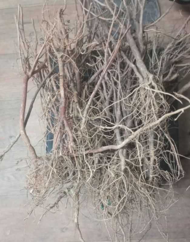 Natural Indigo Root, Grade Standard : Bio-Tech Grade at Rs 450 in ...