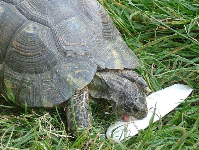 Cuttle Fish Bone at Rs 600 in Chennai - ID: 7690696 | Royal Gulf ...