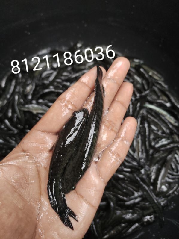 Murrel Fish Seeds Alive, Packaging Type : Vaccum Packed for Cooking ...