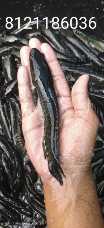 Murrel Seeds in Krishna - Exporter of Murrell seeds & Murrel Fish Seeds