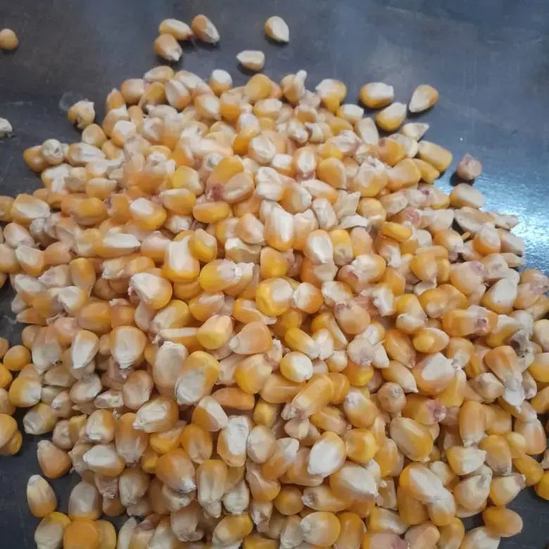 Natural Maize Seed, Color : Yellow 99% at Rs 24 in Kolkata - ID: 7771073