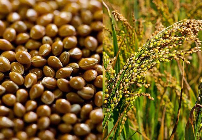 Fine Processed Organic Proso Millets(varigalu), Color : Light Green ...
