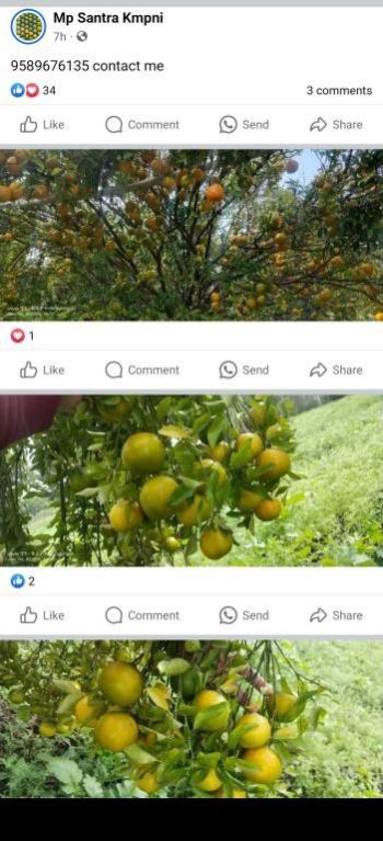 Ms md jamirul islam in Malda - Importer of Santra Barfi & Banana