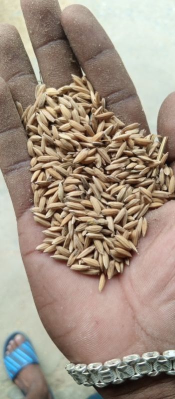 Maa paddy supplier in Bargarh - Supplier of Paddy 101