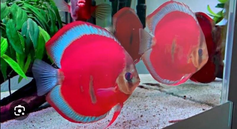 THE AQUAARTIST in Bangalore - Trader of Discus Fish