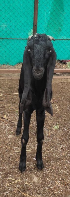 Beetal Goat, Gender : Female, Male at Rs 350 in Ajmer - ID: 7568135 ...