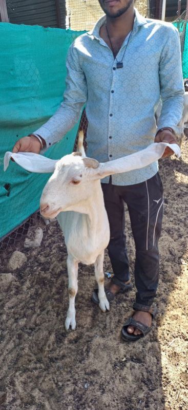 Sojat Goat, Gender : Female, Male at Rs 350 in Ajmer - ID: 7568132 | AK ...