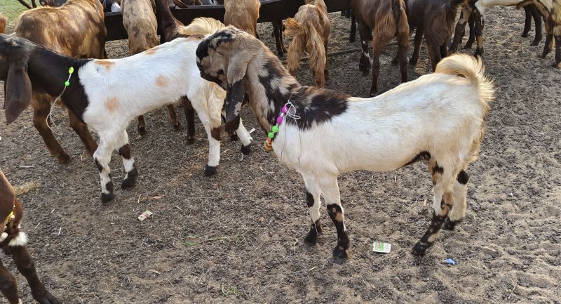 Totapari Goat, Weight : 20-30 Kg at Rs 350 in Ajmer - ID: 7568168 | AK Goat Farm