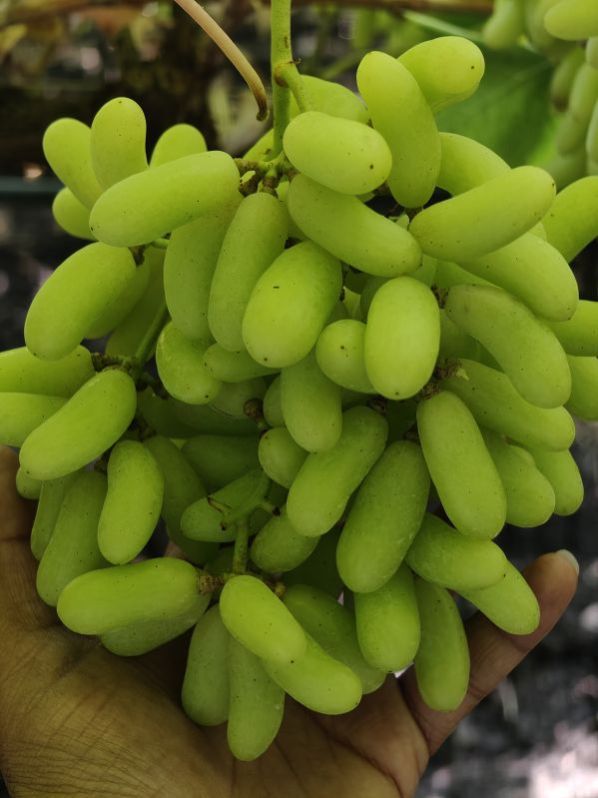 Natural Grapes For Human Consumption at Rs 60 in Nashik - ID: 7550115 ...