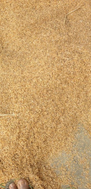 Rice Husk, Packaging Type : Loose Packing at Rs 6 in Andhra Pradesh ...