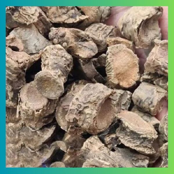 Pashan Bhed Root Patharchatta at Rs 80 in Neemuch - ID: 7807998 ...