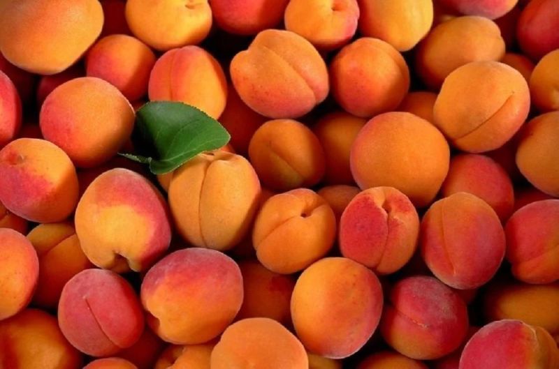 Natural Fresh Peach, Color : Orange, Packaging Size : 20 Kg ...