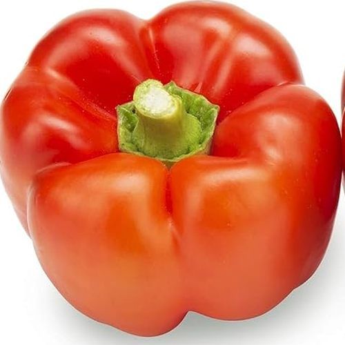 Fresh Red Capsicum For Cooking at Best Price in Ranchi - ID: 7816025 ...