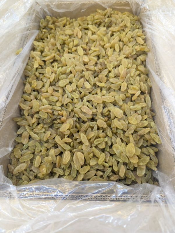 Indian Golden Raisin, Color : Green For Herbal Formulation at Rs 100 in ...