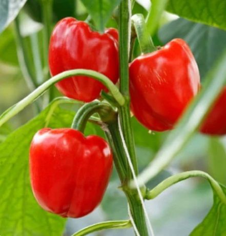 Red Capsicum Seeds at Best Price in Delhi - ID: 8379865 | Going Greens ...