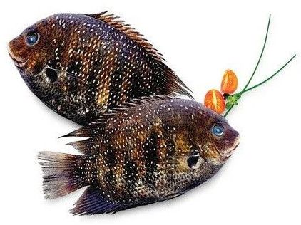 Fresh Calm Fish, Packaging Type : Thermocol Box For Household ...