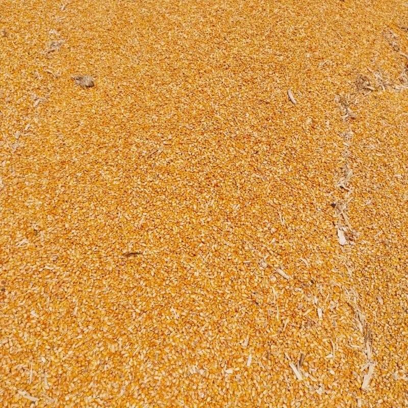 Natural Maize, Color : Yellow 13-14%, Packaging Size : 50Kg at Rs 22 in ...
