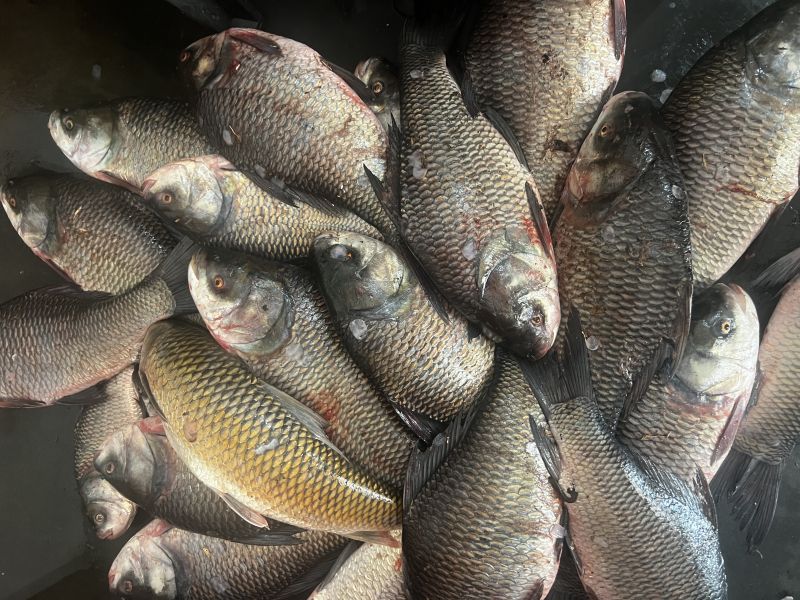 MDR Dam Fish in Kanyakumari - Manufacturer of Catla Fish & Fresh Rohu Fish