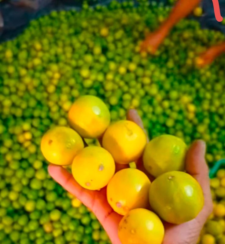 Organic Fresh Lemon, Color : Yellow, Grade : Food Grade at Best Price ...