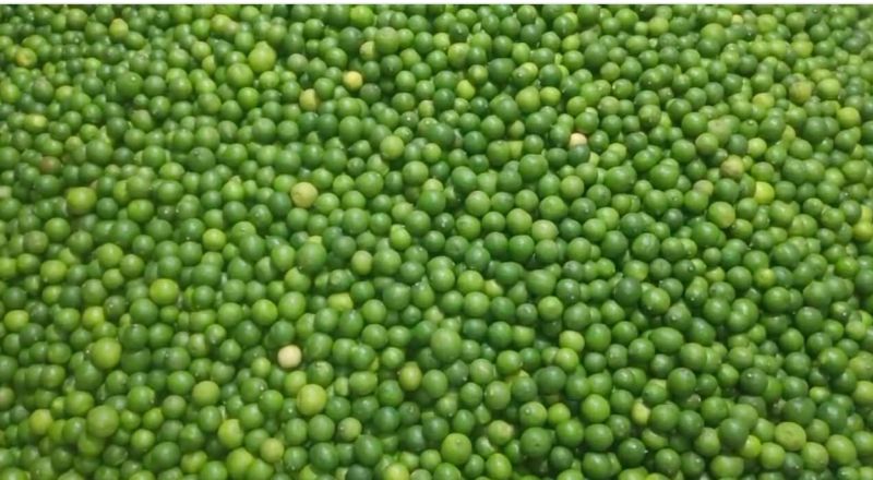 Organic Green Lemon Fresh for Pickles, Fast Food, Drinks at Best Price ...