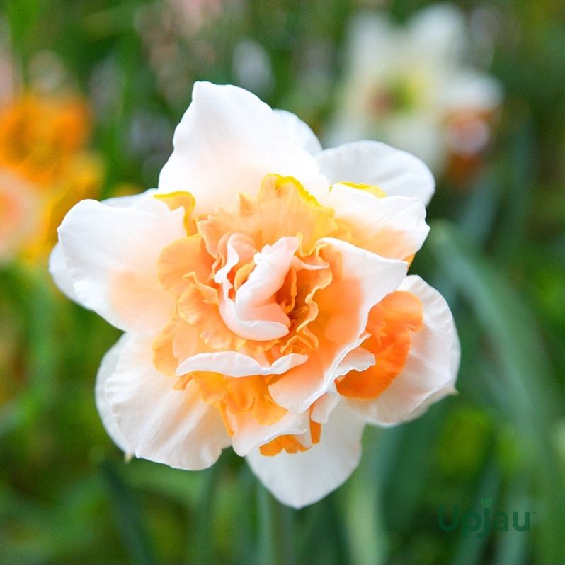 Daffodil Replete Flower Bulbs(Imported) at Rs 799 in Noida - ID: 7919826