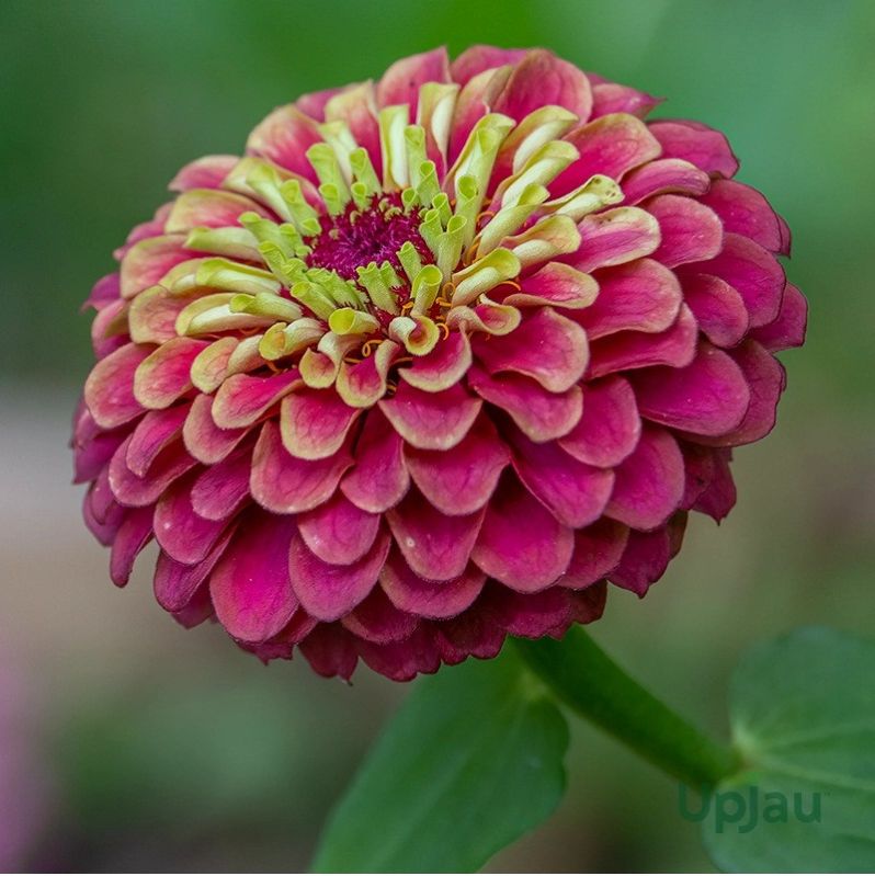 Zinnia Zahara Double Petal Raspberry Ripple Seeds (Hybrid Imported) (20 ...