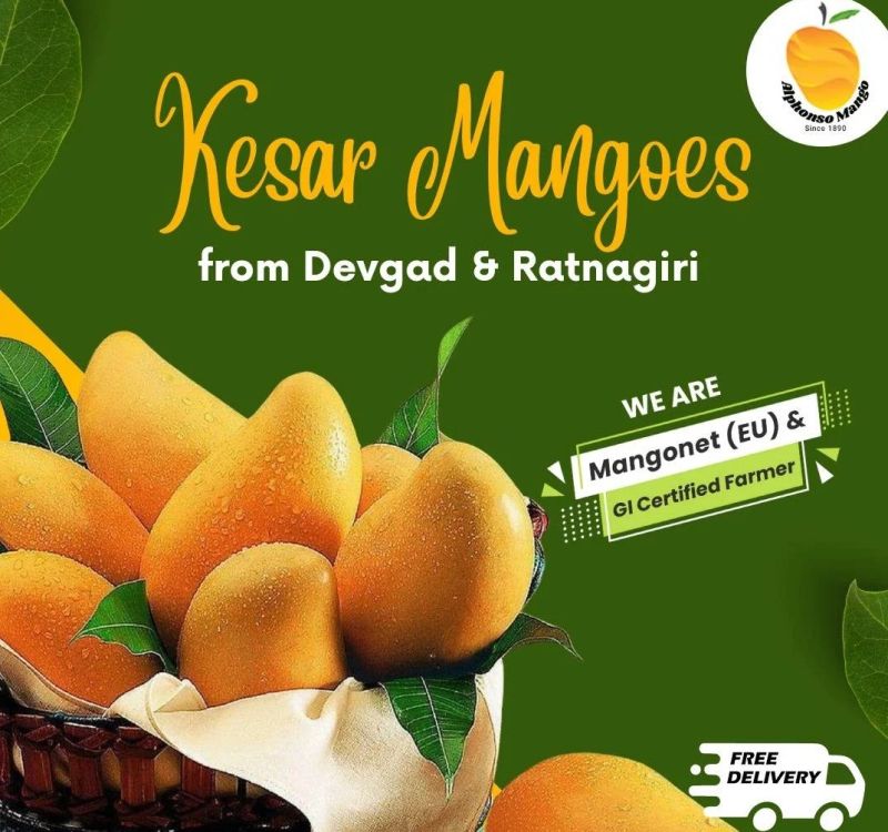 10 Pieces Kesar Mangoes at Rs 2399 in Ratnagiri - ID: 8000988 ...