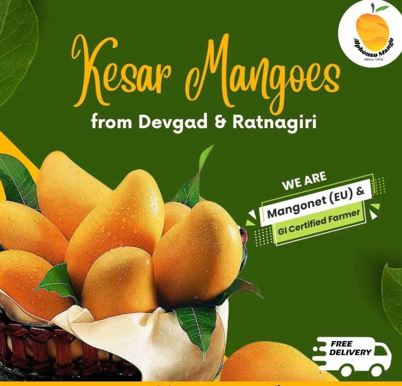 King Kesar Mango, Packaging Type : Standard Pack Of 10 Pieces at Rs ...
