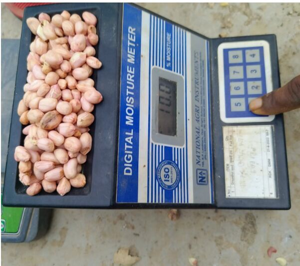 White Groundnuts, Color : Off-white for Salads, Baked Goods at Best ...