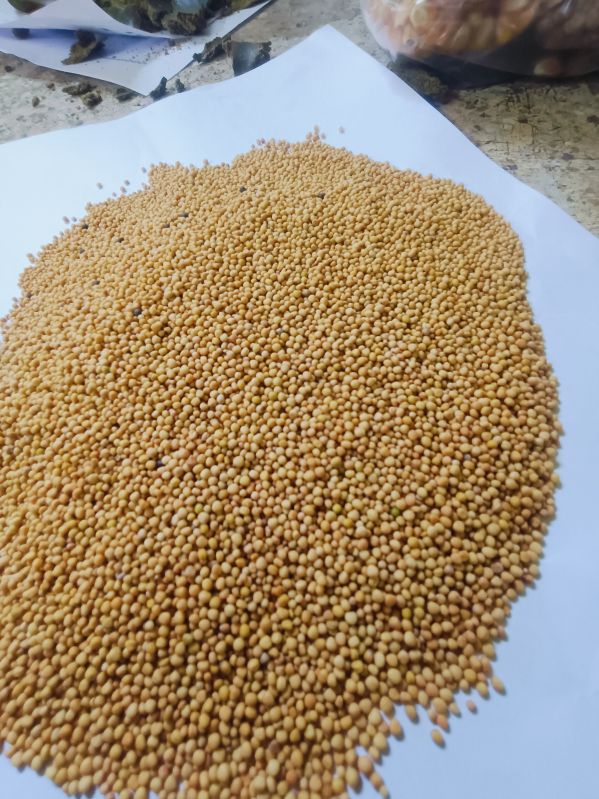Common Yellow Sortex Mustard Seeds, Color : White 9% at Rs 64 in ...