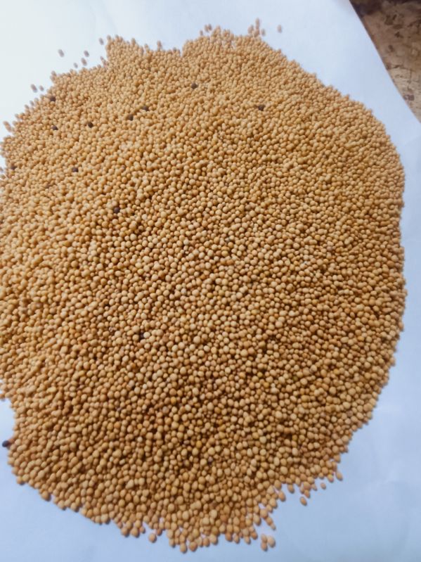Common Yellow Sortex Mustard Seeds, Color : White 9% at Rs 64 in ...