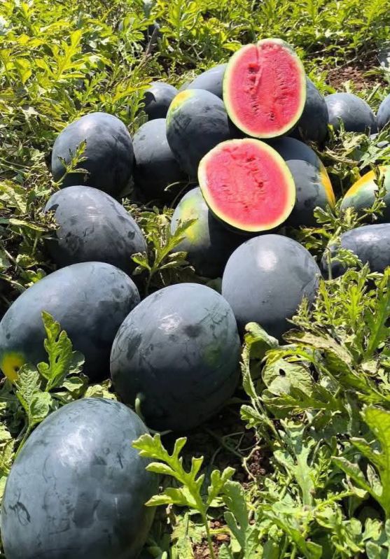 Natural Fresh Watermelon, Packaging Type : Gunny Bag at Best Price in ...