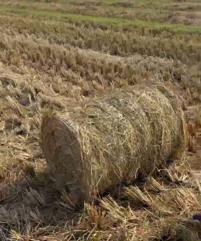 Mayilon in Kanchipuram - Manufacturer of mushroom cultivation premium ...