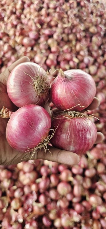 Natural Fresh Pink Onion, Packaging Size : 5Kg, 10Kg, 25Kg, 50Kg at Rs ...