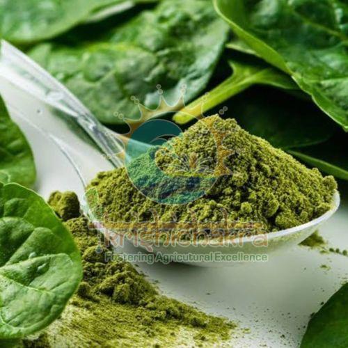 Manufacturer of Spinach Powder from Nandurbar, Maharashtra by ...