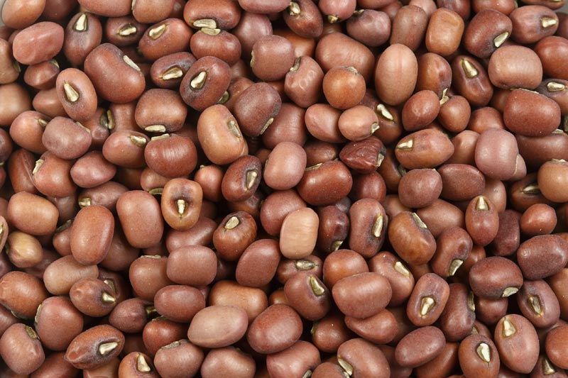 Moth Beans Manufacturer Exporters From Bikaner India ID 1184105