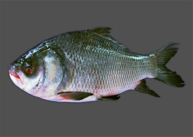 Hatched Katla Fish by Sampurna Hatchery, hatched katla fish from ...