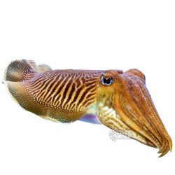 Exporter of Fresh Fish from Ernakulam, Kerala by International Re ...