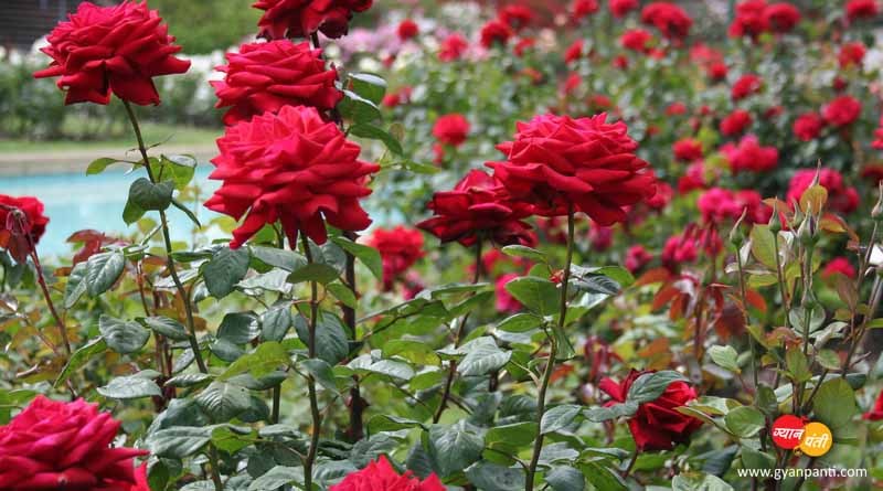 Gulab fool Manufacturer in Patiala Punjab India by Flower Marketing ...