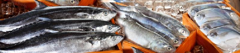 Fresh Mandeli Fish, Packaging Type : Bulk at Best Price in Mumbai - ID ...