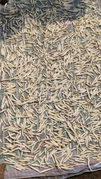 Safed Musli at Rs 1,700 / Kilogram in Ahmedabad | farm fresh organics