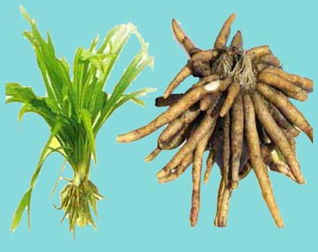 Maa Umiya Safed Musli Farm - Safed Musli Roots Manufacturer & Exporters