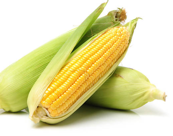 Fresh Maize - Caliburn Exports Pvt. Ltd, Nadia, West Bengal