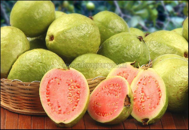 Fresh Guava at best price in Ahmedabad Gujarat from Safex Agro Export ...